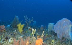 SOP Development • Wide-field Stereo-video Drop Camera Field Manual