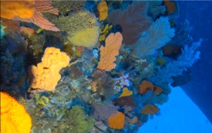 Benthic Observation Survey System (BOSS) to survey marine benthic ...