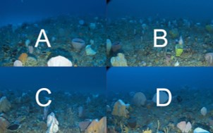 Benthic Observation Survey System (BOSS) to survey marine benthic ...