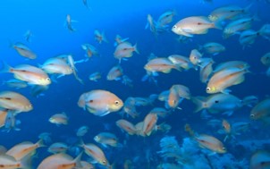 SOP Development • Wide-field Stereo-video Drop Camera Field Manual